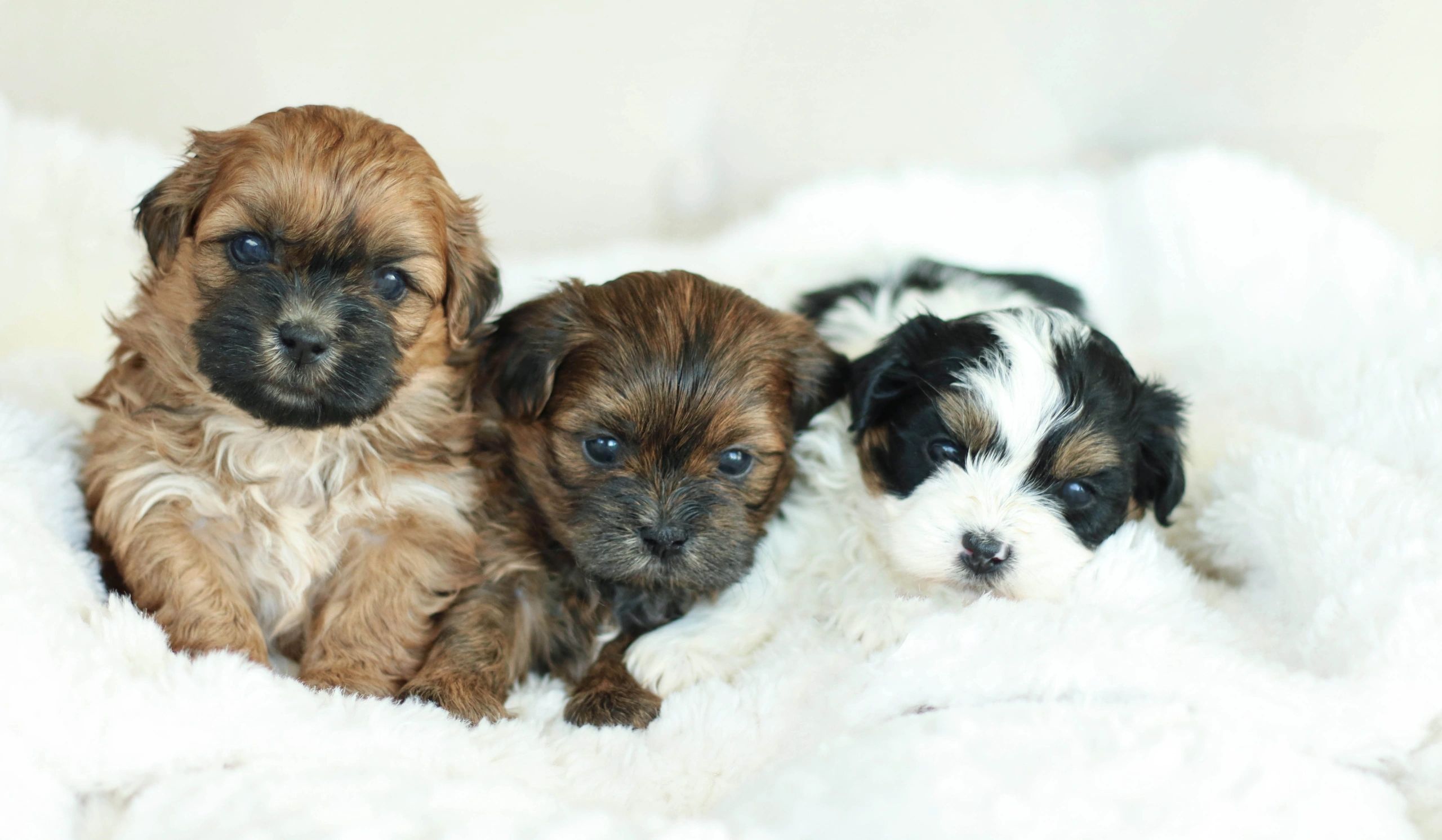 How Much Does A Shichon Puppy Cost